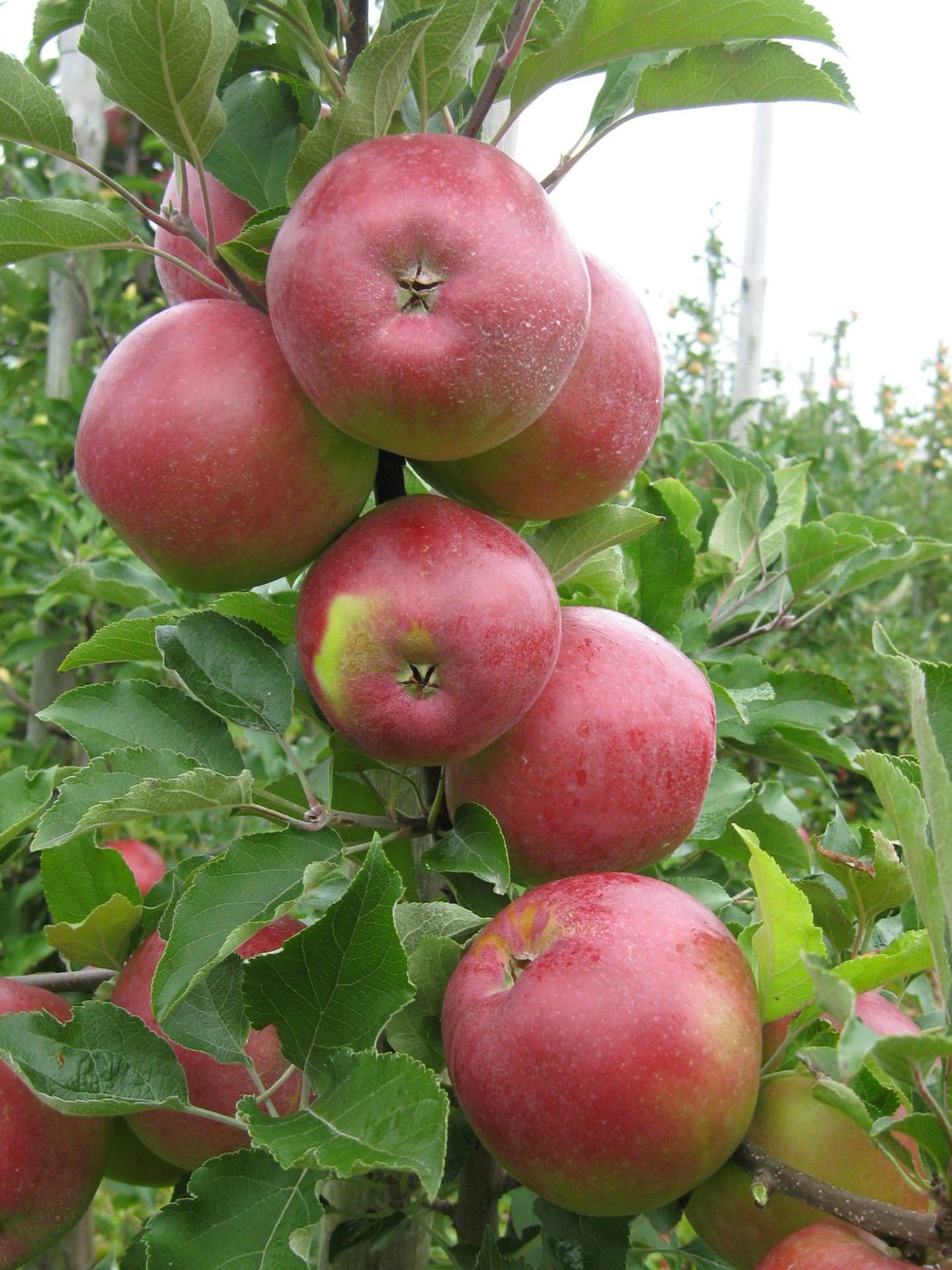 Czym charakteryzują się odmiany jabłek hodowli Instytutu Ogrodnictwa ...