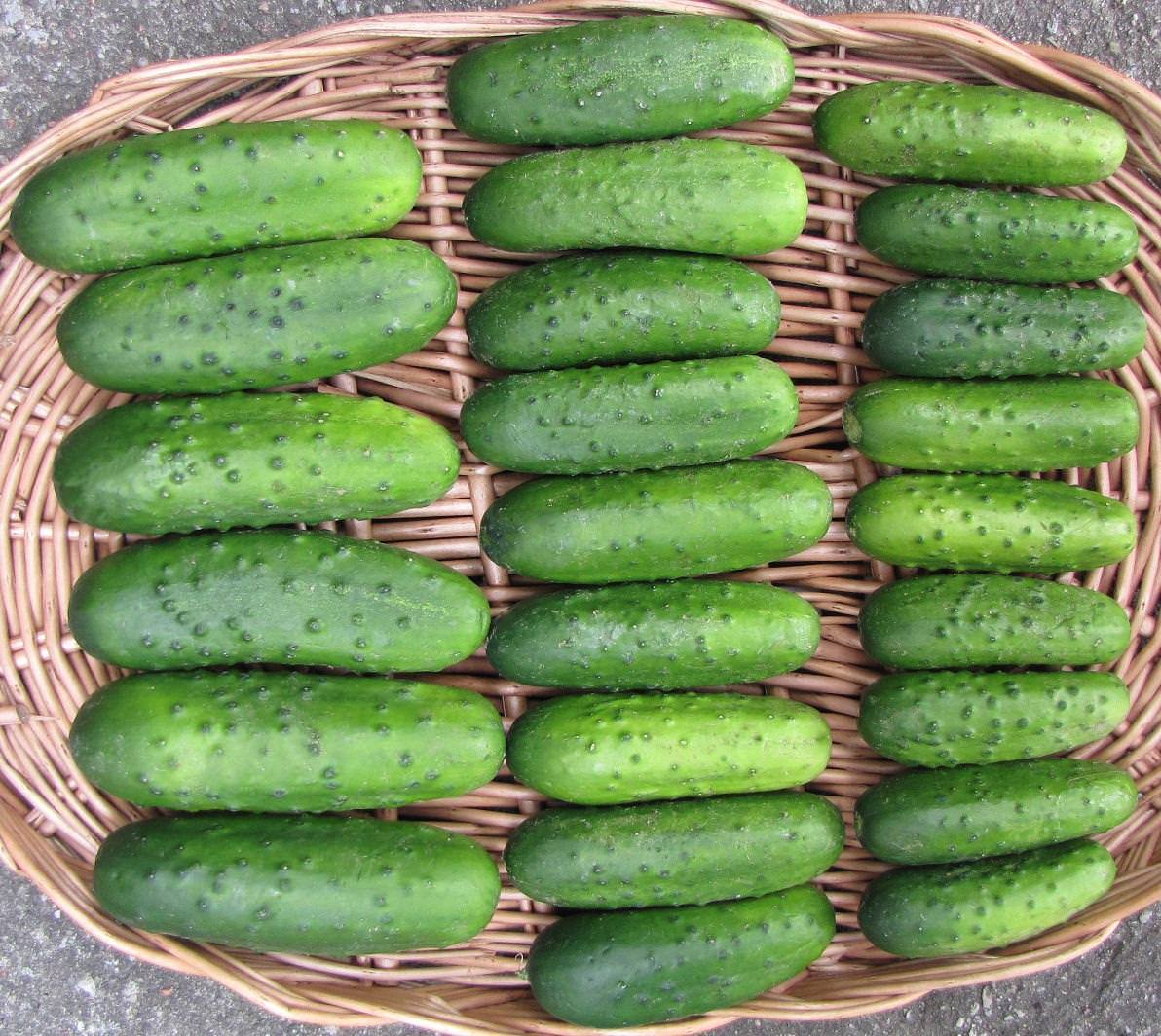 Dlaczego ogórek bywa gorzki - kukurbitacyny | Apetyt na Polskie